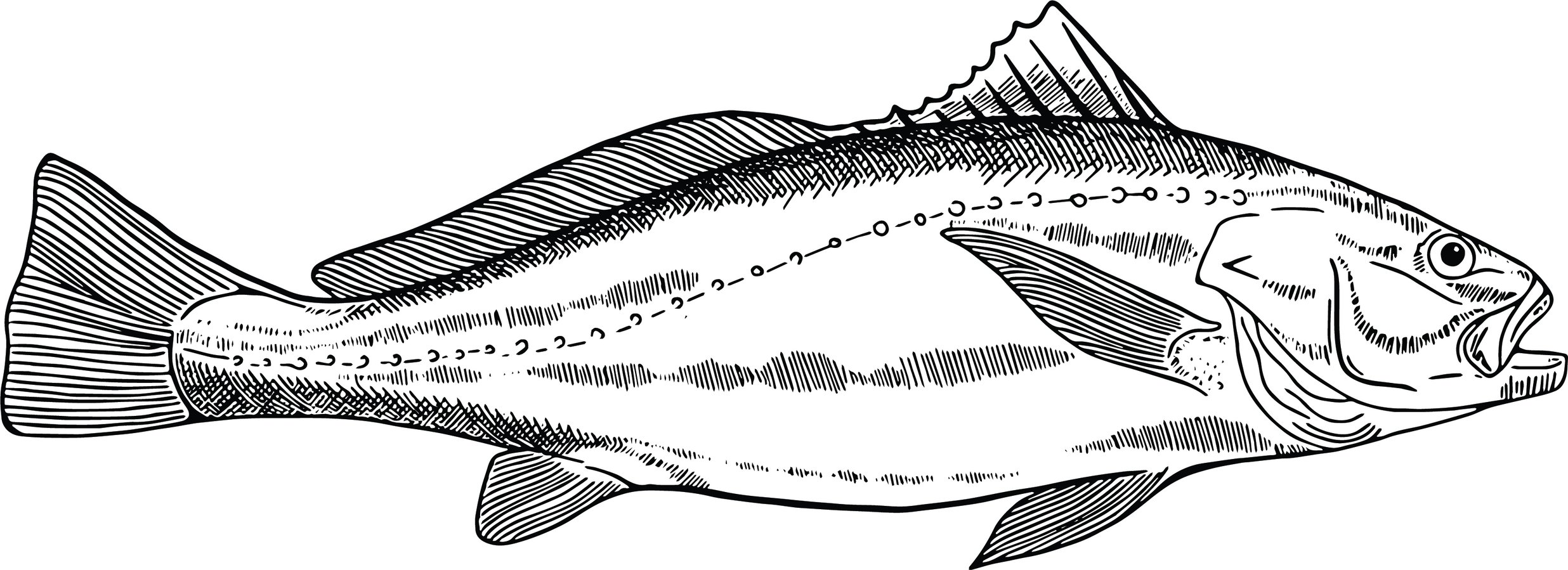 Castaway articles: How to catch mulloway (jewfish) on lures