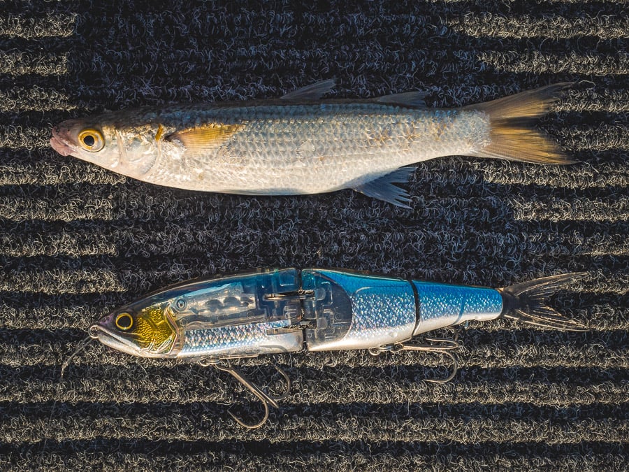 Using big lures for giant flathead!