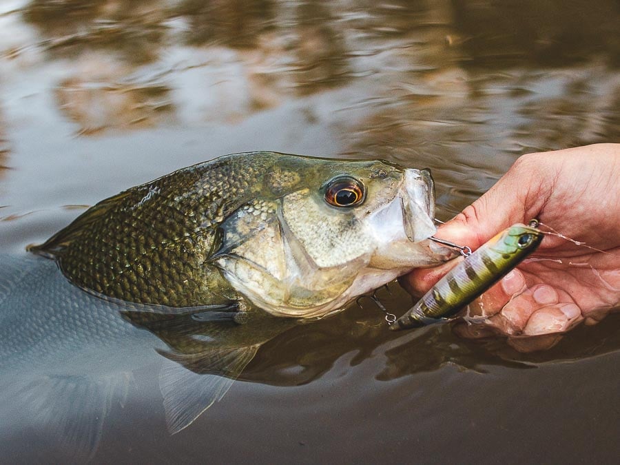 Castaway articles: How to catch Australian bass