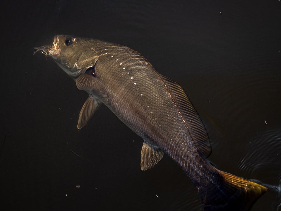Castaway articles: How to catch mulloway (jewfish) on lures