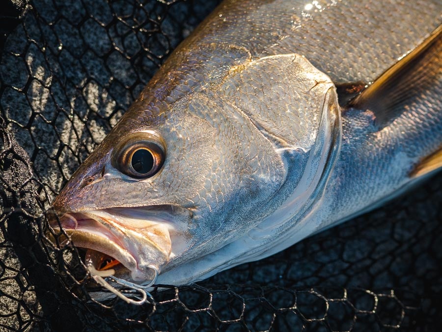 Castaway articles: How to catch mulloway (jewfish) on lures