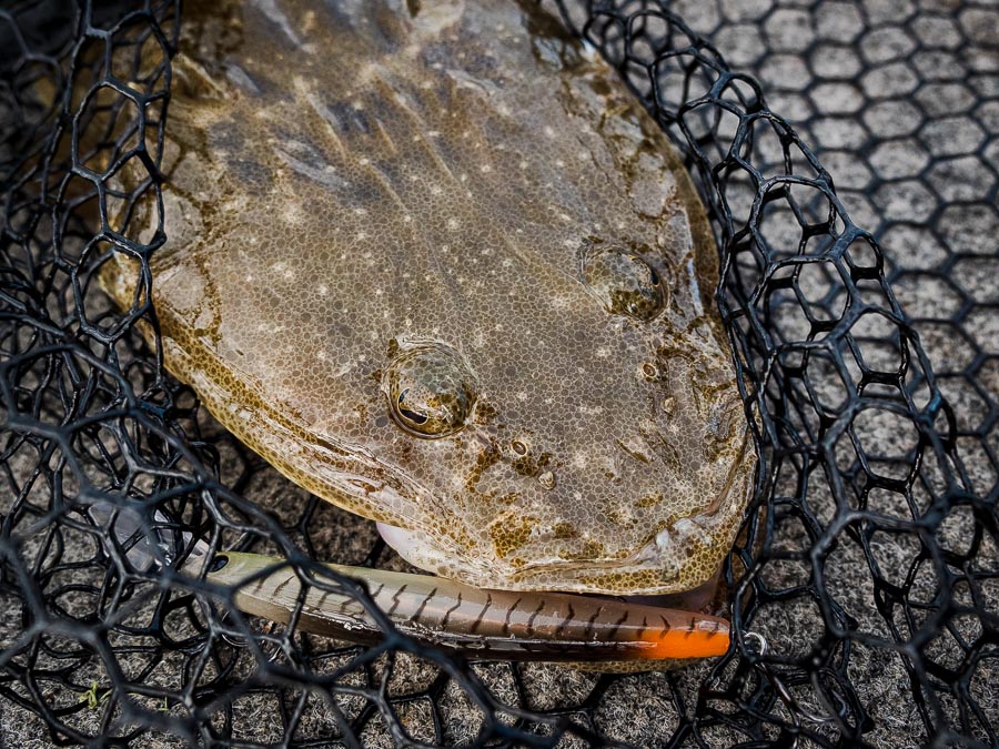 Castaway articles: How to catch flathead on lures